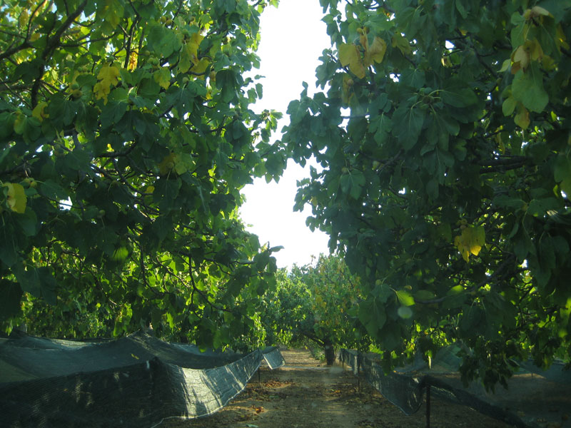 History of Fig trees - Figs from Greece