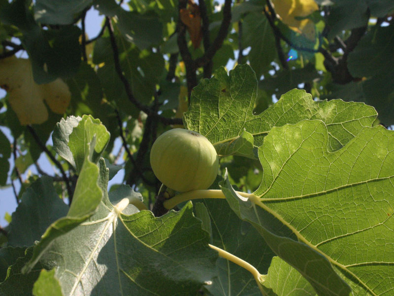History of Fig trees - Figs from Greece