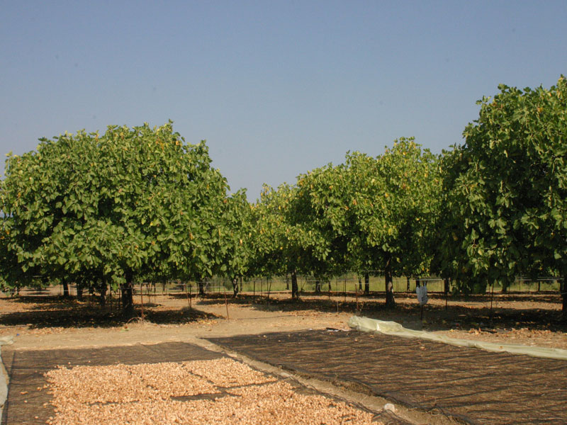 History of Fig trees - Figs from Greece