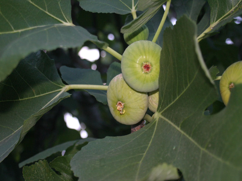 History of Fig trees - Figs from Greece