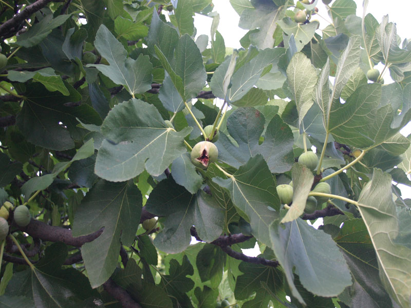 History of Fig trees - Figs from Greece